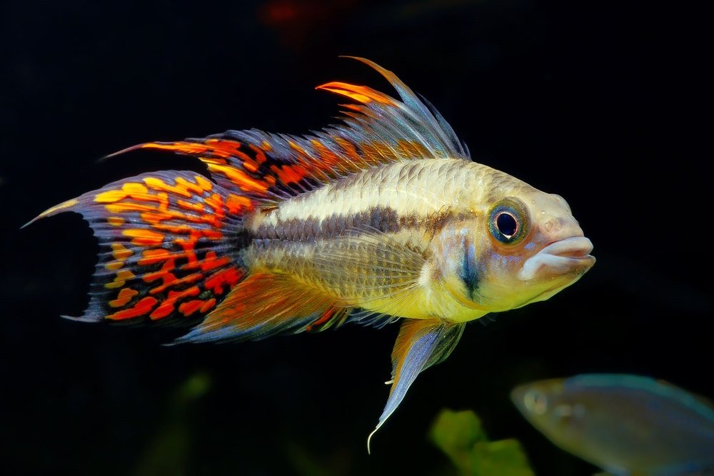 Care Guide for Apistogramma Dwarf Cichlids — Housing, Breeding, & More ...