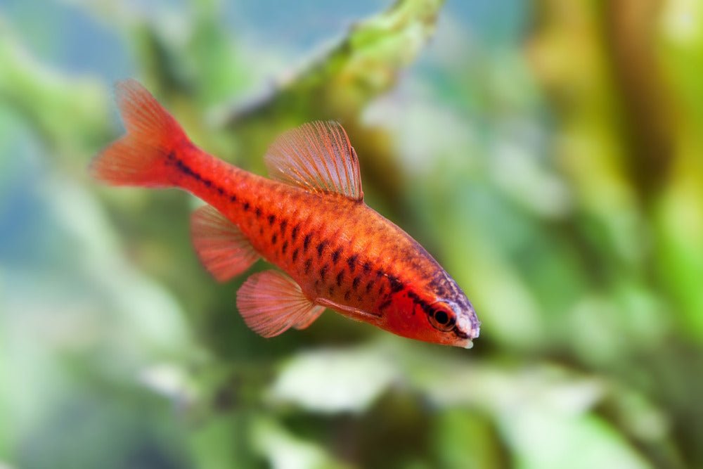 Care Guide for Cherry Barbs — Peaceful Barb for Community Tanks ...
