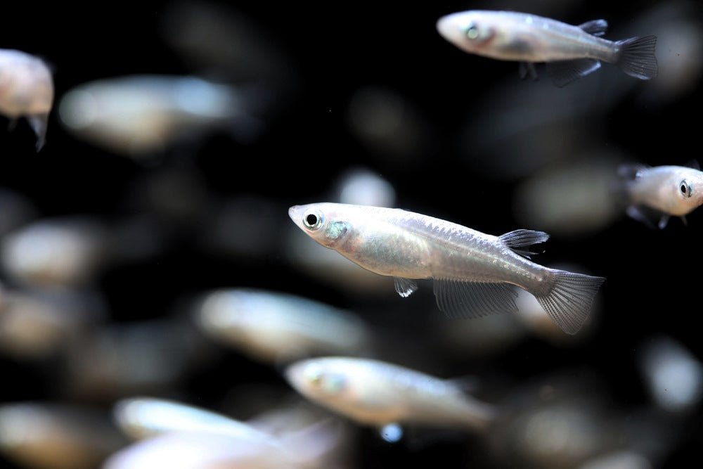 Care Guide for Medaka Rice Fish — Best Cool Water Fish for Beginners ...