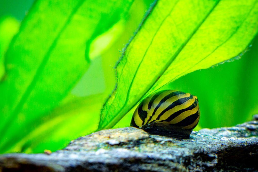 Care Guide for Nerite Snails – Favorite Nano Algae Eater – Aquarium Co-Op