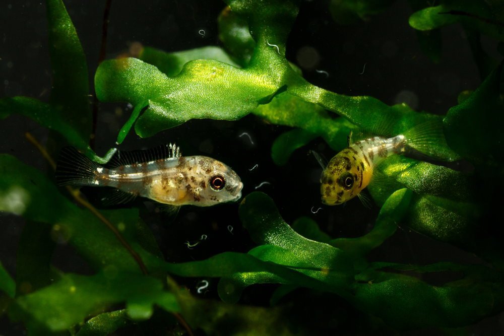 How to Culture Microworms, Banana Worms, and Walter Worms for Fish Fry ...