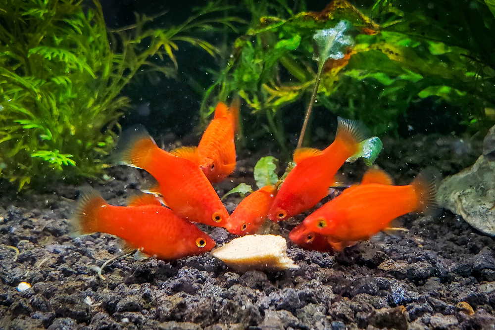 How to Make Gel Food for Your Aquarium Fish in 7 Minutes – Aquarium Co-Op