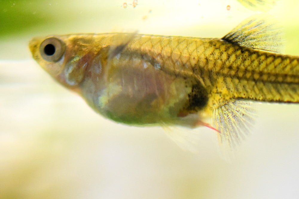 How to Treat Camallanus Red Worms in Freshwater Aquarium Fish ...