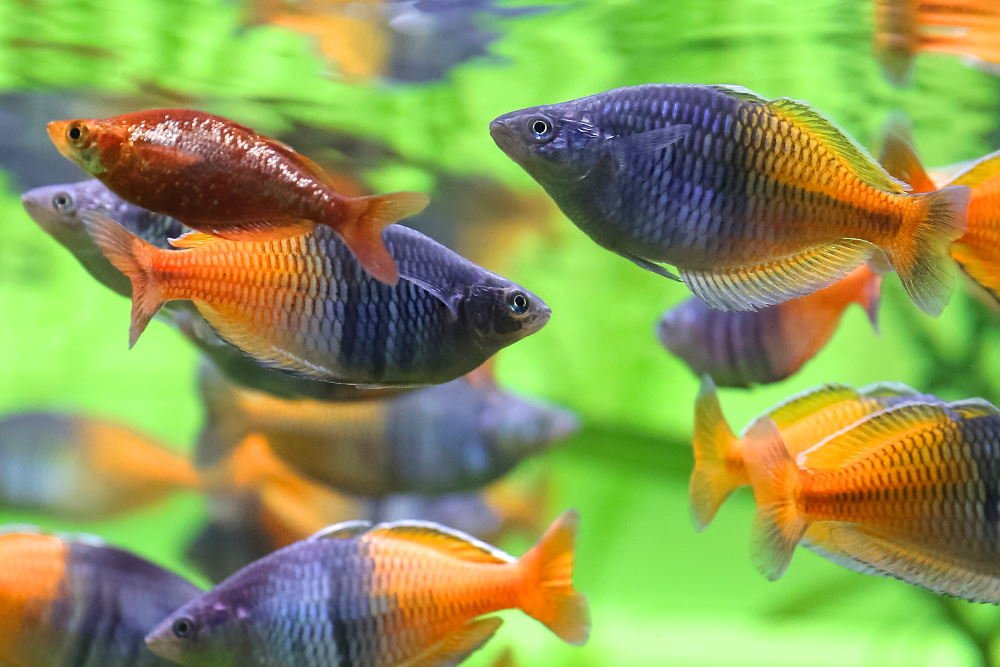 Top 10 Amazing Rainbowfish for Your Next Freshwater Aquarium – Aquarium ...