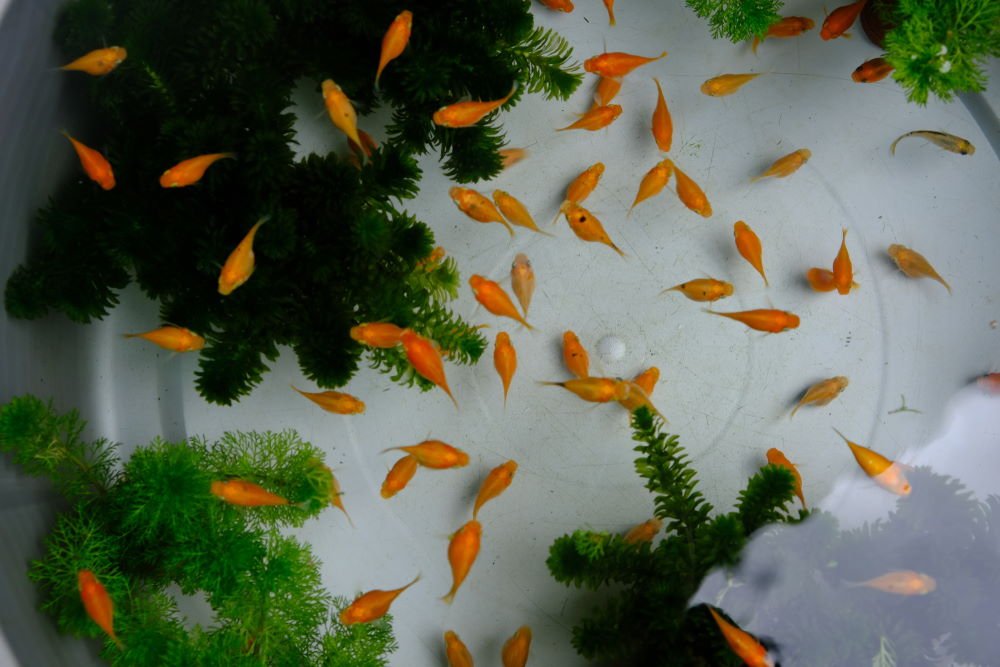 Top 5 Tiny Foods to Feed Your Aquarium Fish Fry for Healthy Growth ...