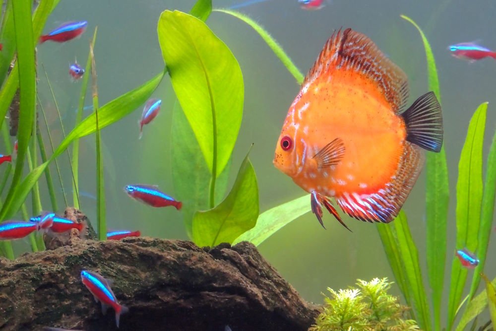 Top 7 Warm Water Fish That Aren’t Afraid of a Little Heat – Aquarium Co-Op