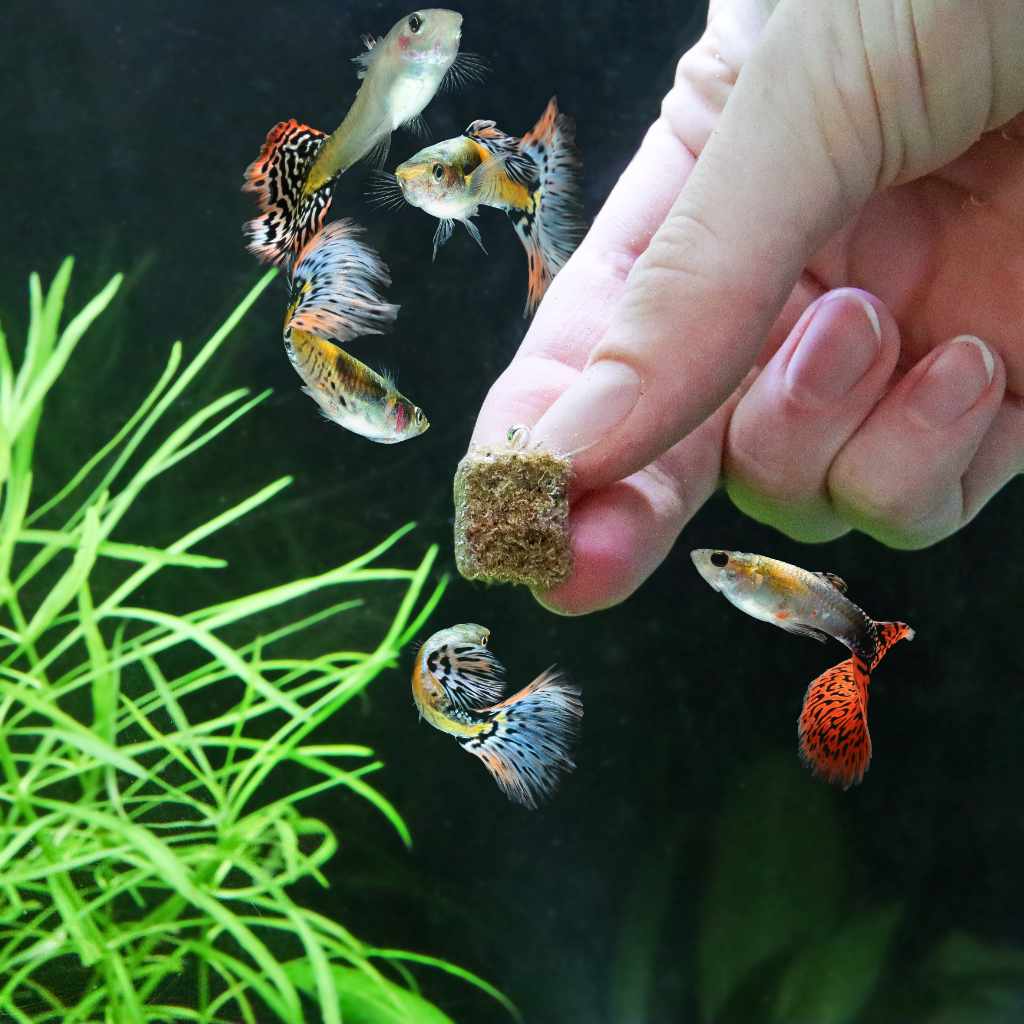 Aquarium Co-Op