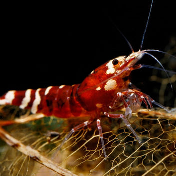 Indian Almond Leaves | Catappa Leaves for Betta Fish, Shrimp, & More ...