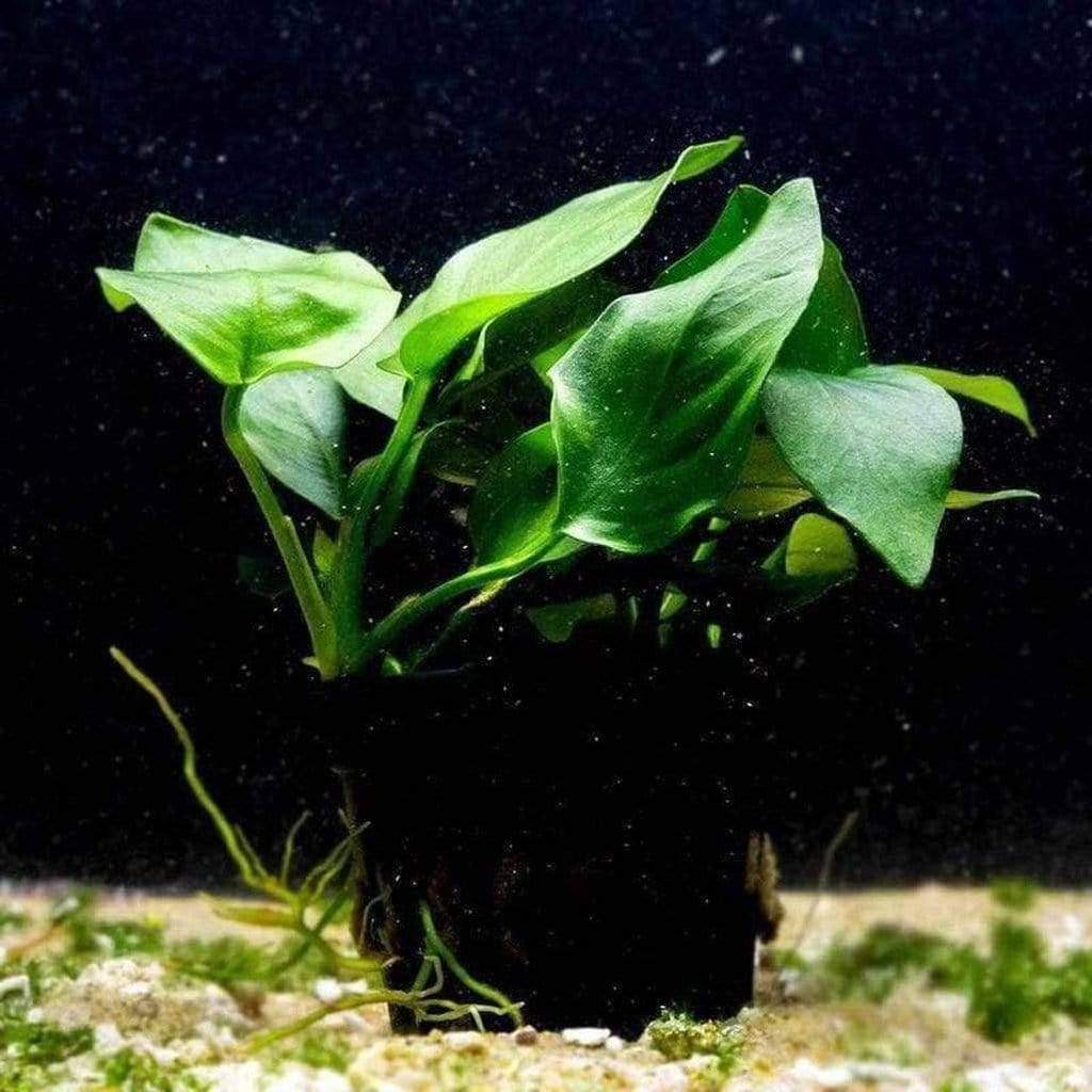 Anubias Nana | Fish Tank Plants | Live Aquarium Plants for Sale ...