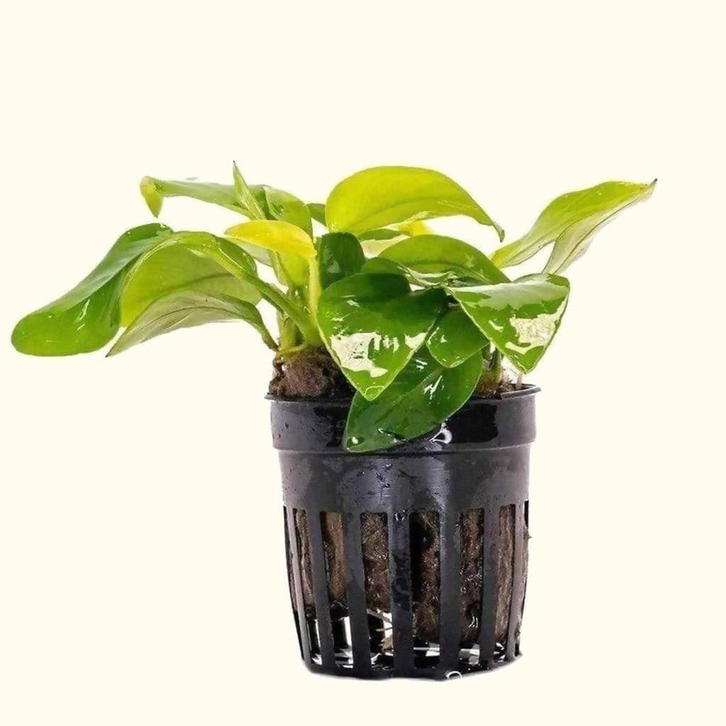 Anubias Nana | Fish Tank Plants | Live Aquarium Plants for Sale ...