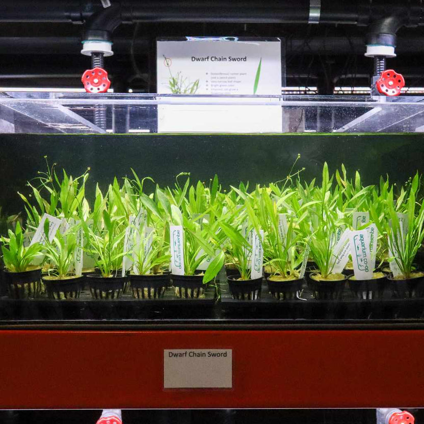 Dwarf Chain Sword | Pygmy Chain Sword | Live Aquarium Plants for Sale ...