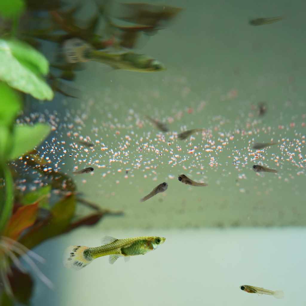 Aquarium Co-Op Easy Fry Food | Aquarium Fish Food for Nano Fish & Fry