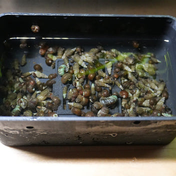 Easy Snail Collector | Aquarium Snail Collector – Aquarium Co-Op