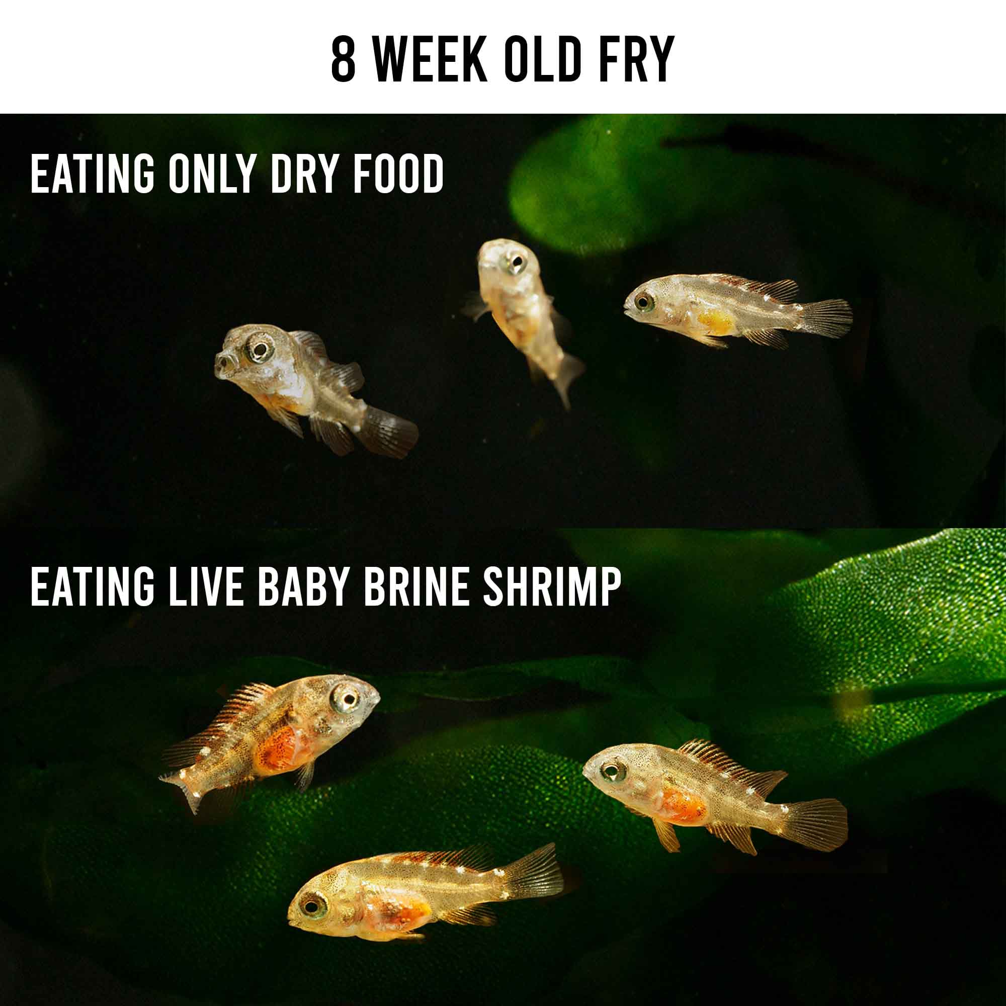 Brine Shrimp Eggs | Best Food for Fish Fry | Aquarium Co-Op