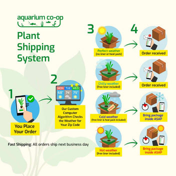 Java Moss | Java Moss for Sale | Live Aquarium Moss on Mesh – Aquarium ...