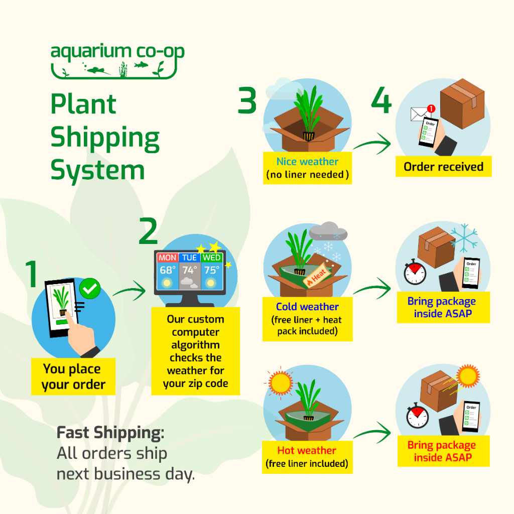 Amazon Sword Plant | Fish Tank Plants | Live Aquarium Plants for Sale ...