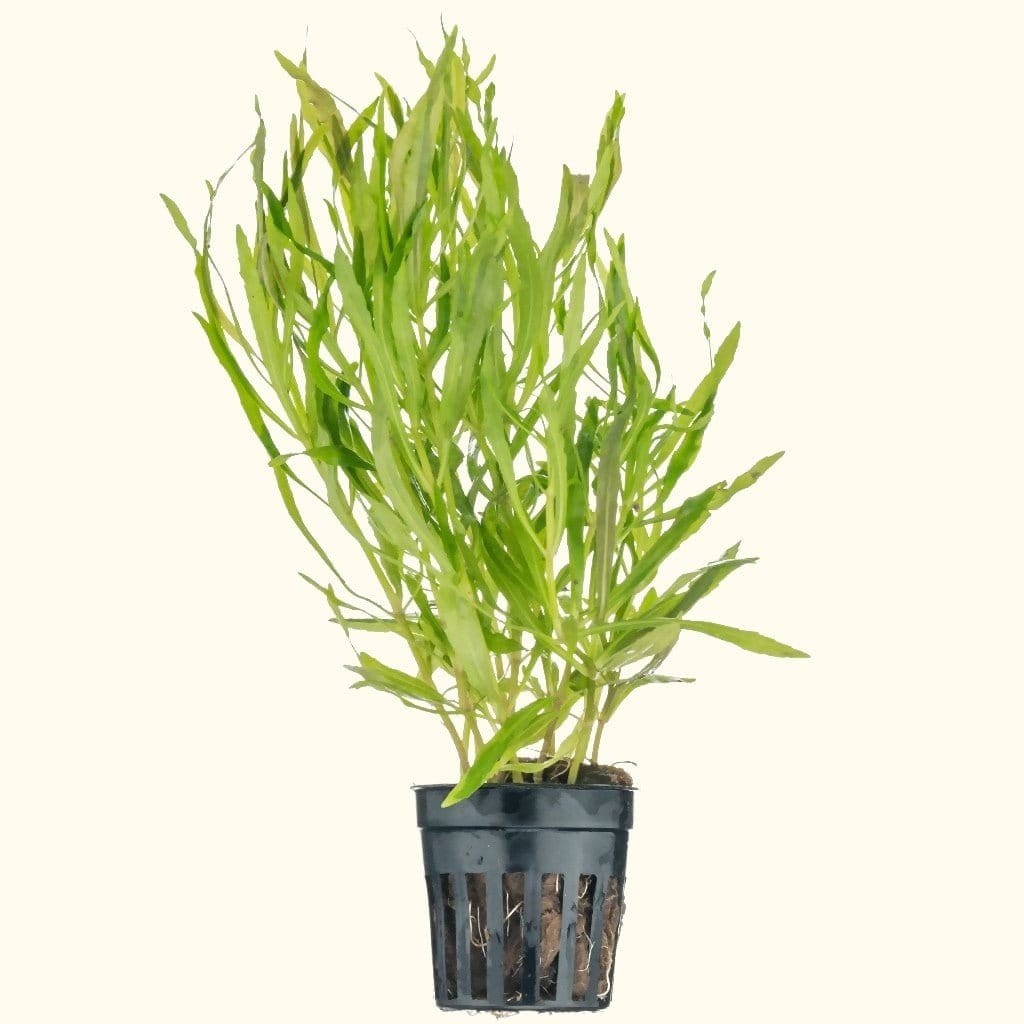 Pogostemon Stellatus 'Octopus' | Live Aquarium Plants for Sale ...