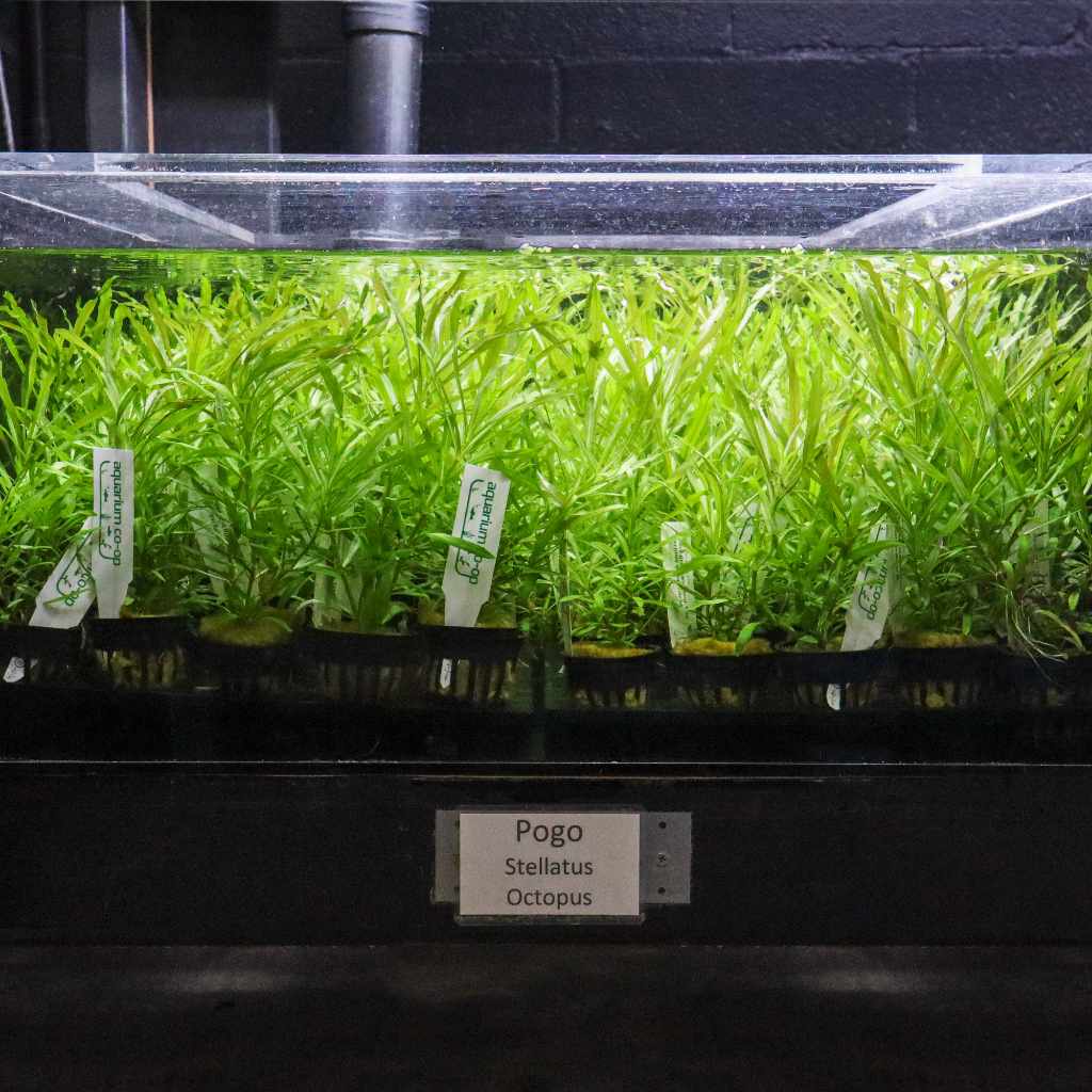 Pogostemon Stellatus 'Octopus' | Live Aquarium Plants for Sale ...