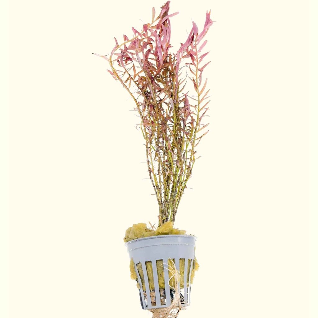 Rotala H’ra | Aquarium Plant | Live Aquarium Plants for Sale – Aquarium ...