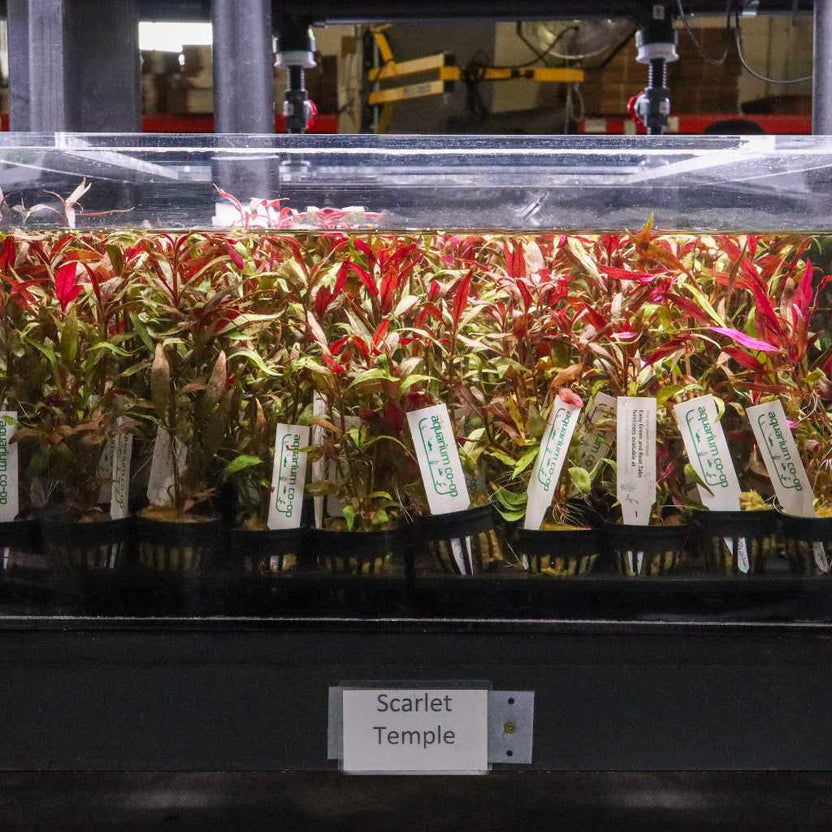 Scarlet Temple | Fish Tank Plants | Live Aquarium Plants – Aquarium Co-Op