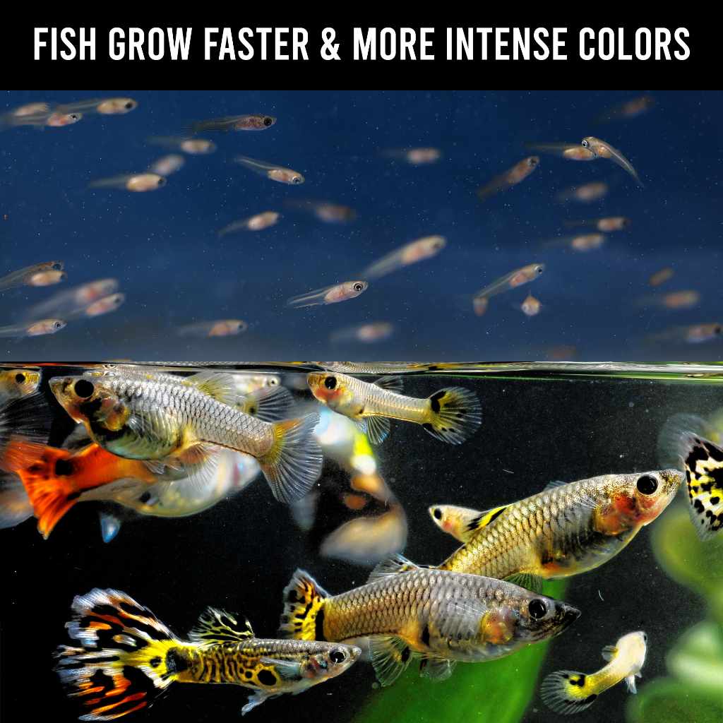 Aquarium Co-Op Easy Fry Food | Aquarium Fish Food for Nano Fish & Fry