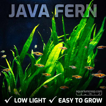 Java Fern | Fish Tank Plants | Live Aquarium Plants for Sale – Aquarium ...